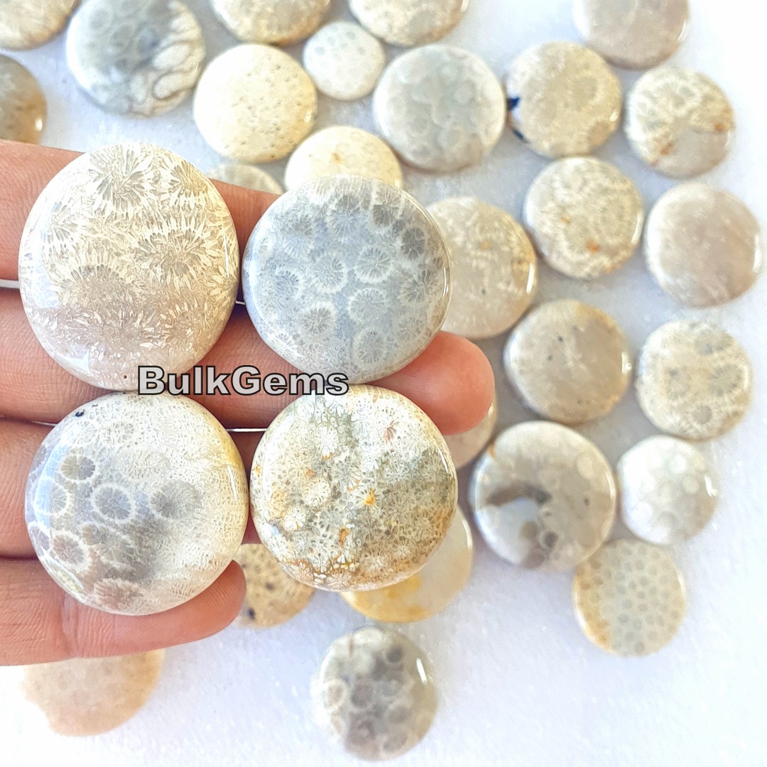 Fossil Coral Round Stone! Wholesale Fossil Coral Cabochon Lot - Fossil ...