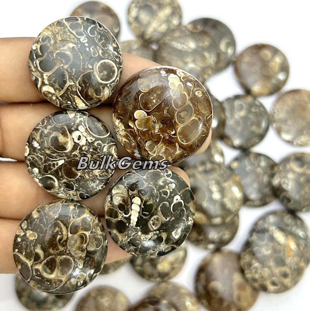 Turritella Agate Fossil Rounds – Handmade Polished Gemstone Lot - Etsy
