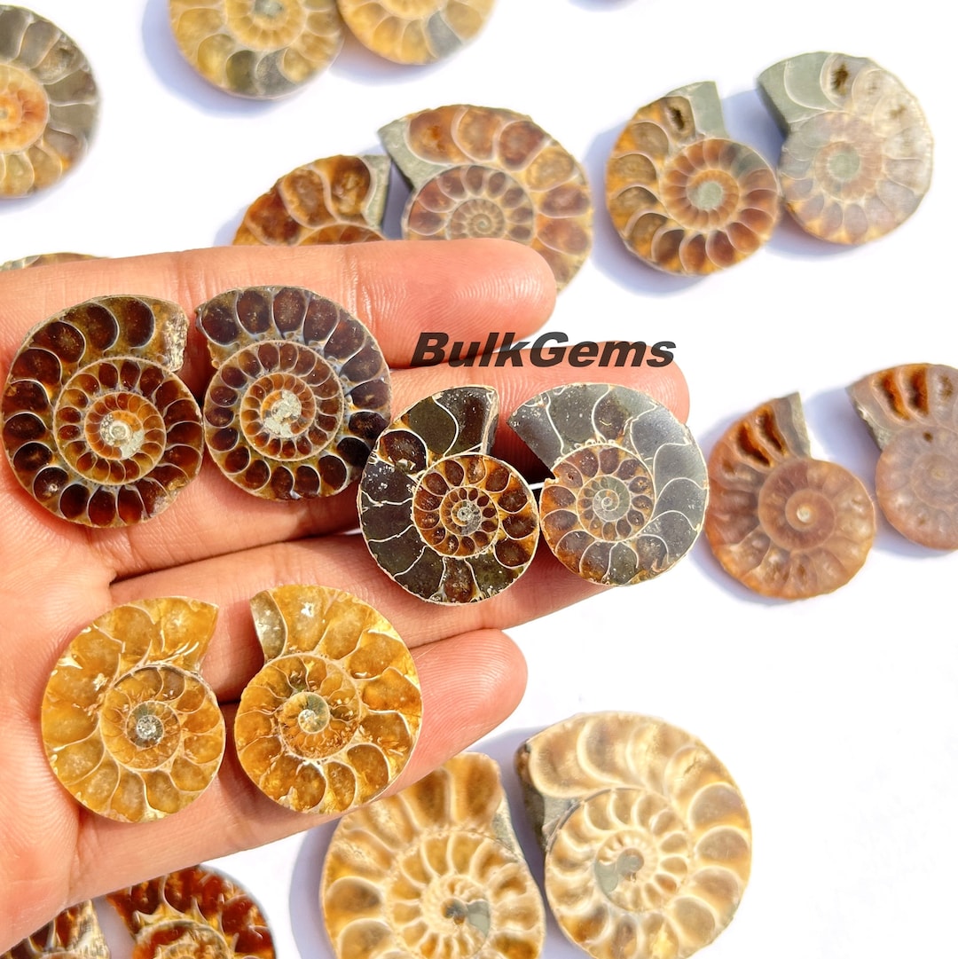 Ammonite Shells Pairs - Wholesale Lot of Ammonite Shells Pair for ...
