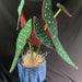 ITH Polka Dot Begonia/begonia Maculata/angel Wing Begonia Machine ...