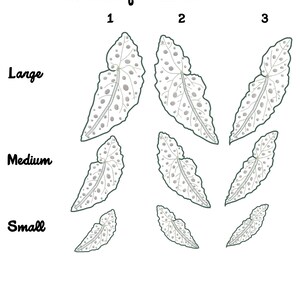 ITH Polka Dot Begonia/begonia Maculata/angel Wing Begonia Machine ...