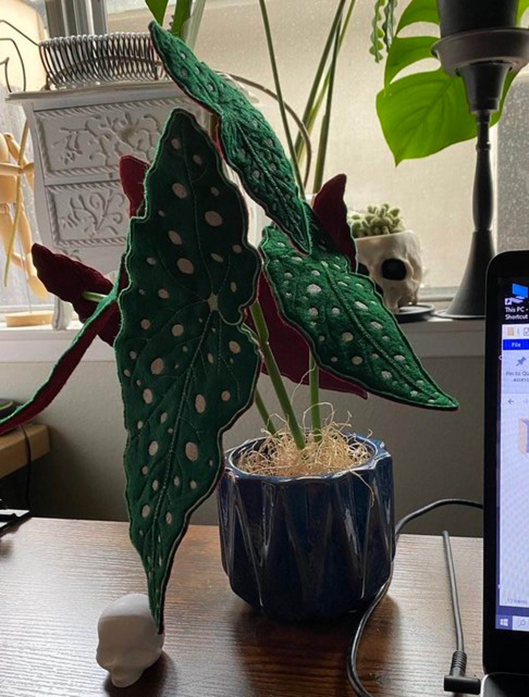 ITH Polka Dot Begonia/begonia Maculata/angel Wing Begonia Machine ...
