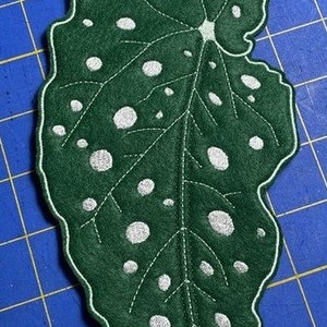 ITH Polka Dot Begonia/begonia Maculata/angel Wing Begonia Machine ...