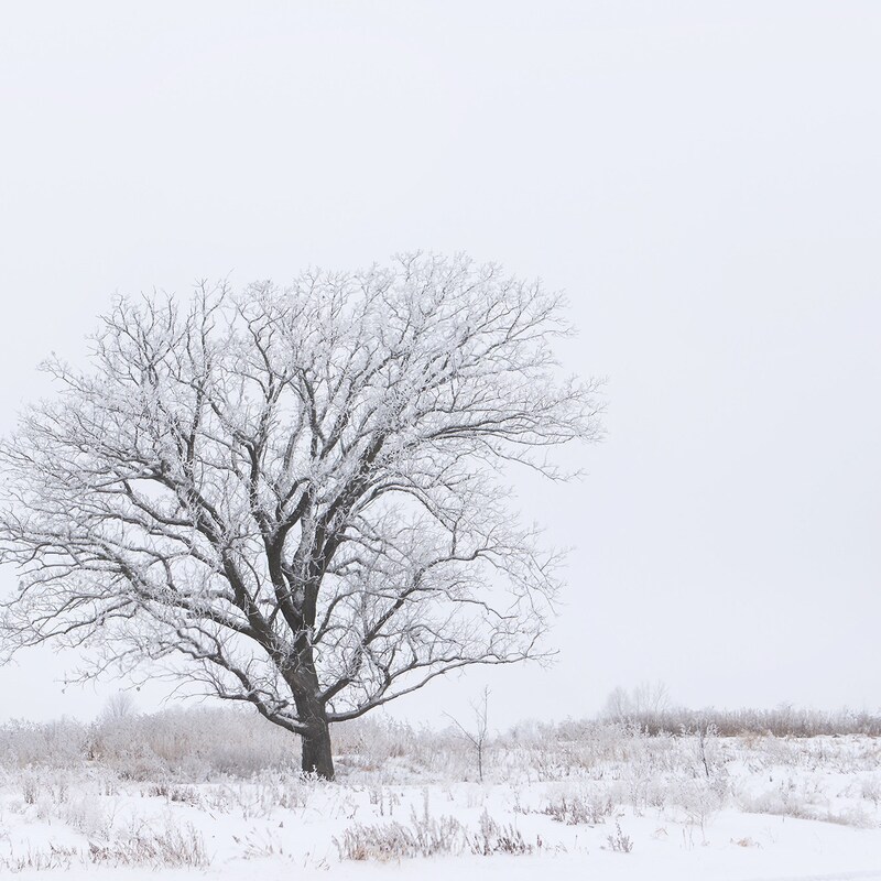 Photograph of Bare Tree - Etsy