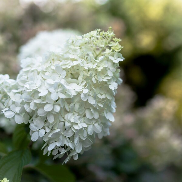 White Hydrangea - Etsy
