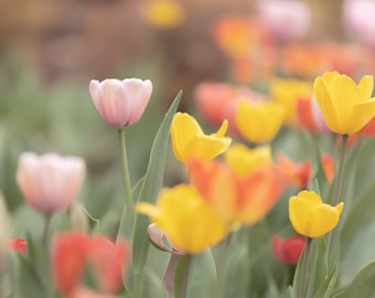 Signs of Spring in North Carolina Print, Gallery Wall Print, Pink ...