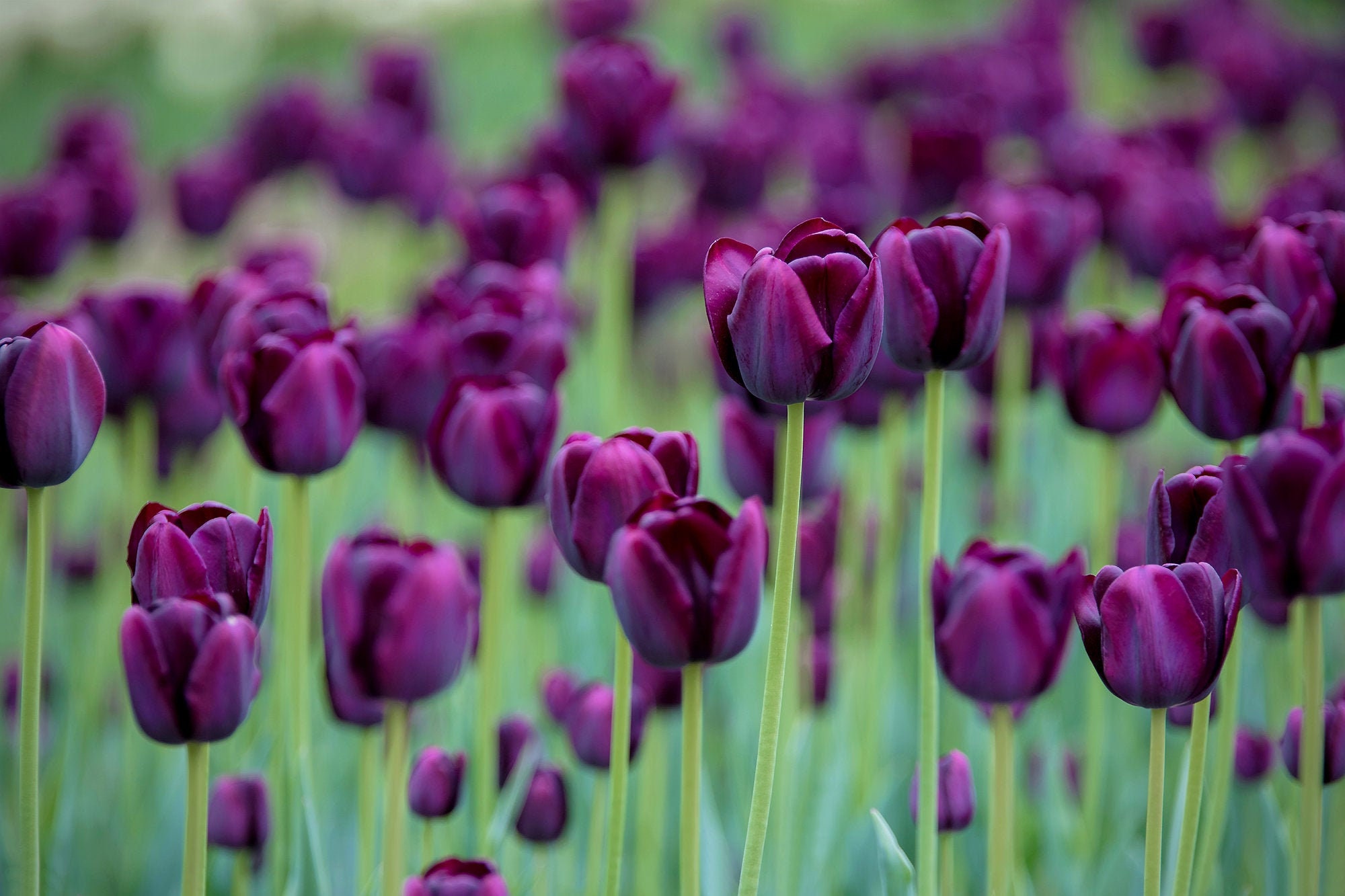 Spring Flower Photo, Tulip Photo, Purple Spring Flowers, Landscape ...