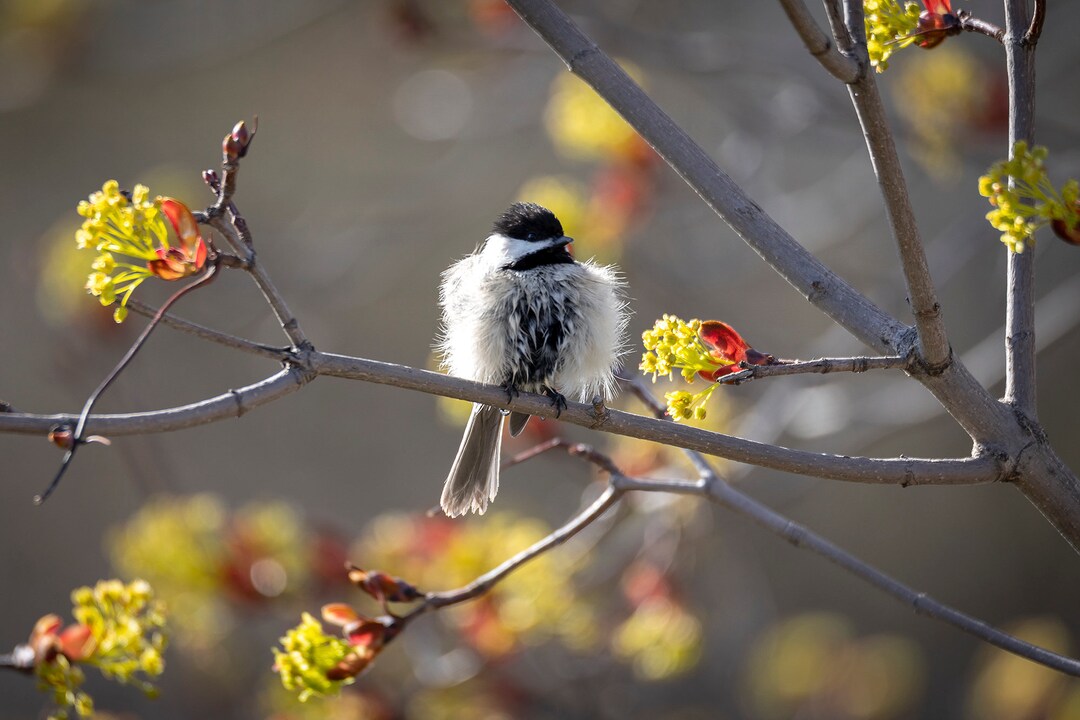 Black-capped Chickadee on Spring Blooming Branches, Small Bird Photo ...