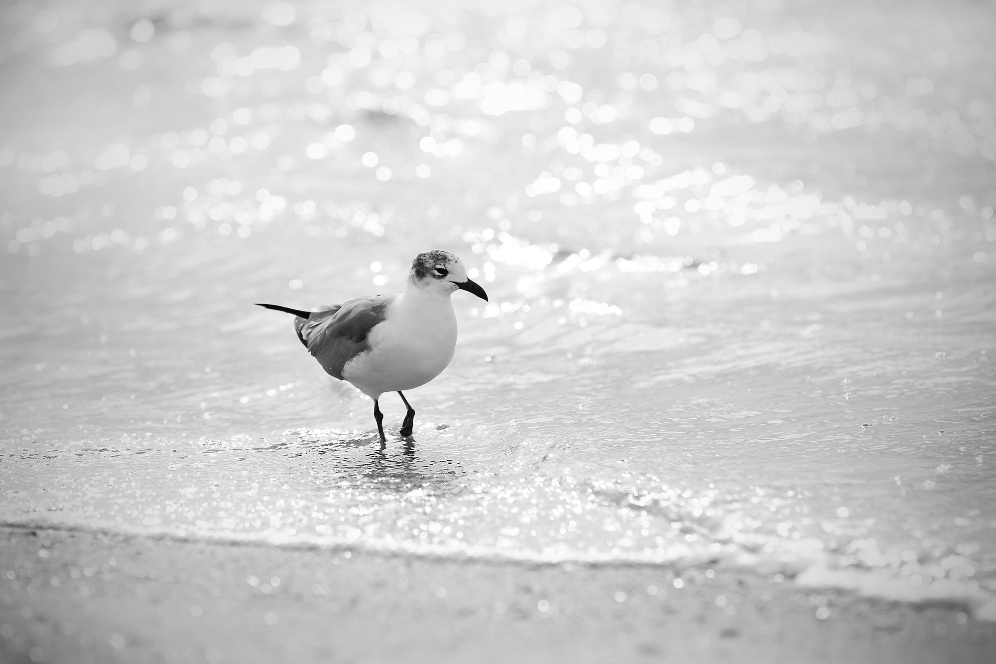 Coastal Bird Photography, Black & White Seagull Photo, Beach Wall Art ...