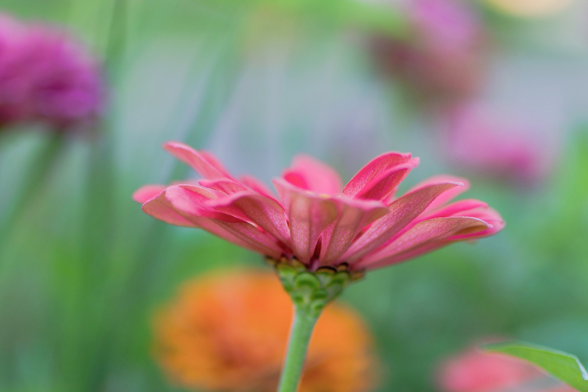Muted Flower Photo Zinnia Photo Colorful Flower Wall Art - Etsy