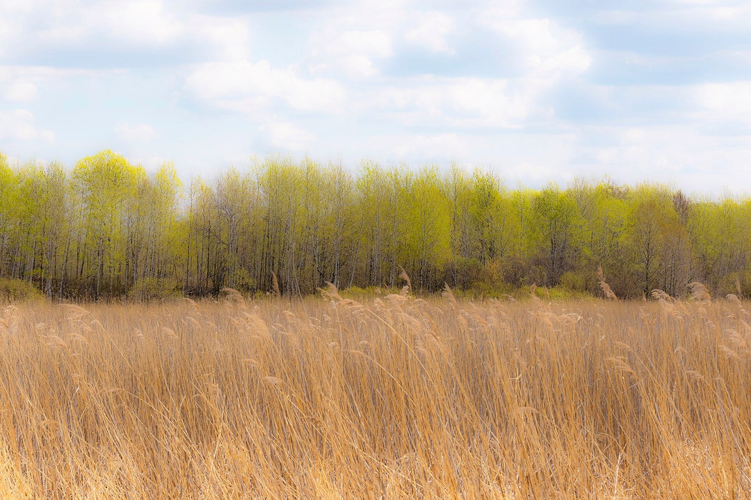 Prairie Grass Fields Photo,fall Colors Photo,minnesota Scenery,fall ...