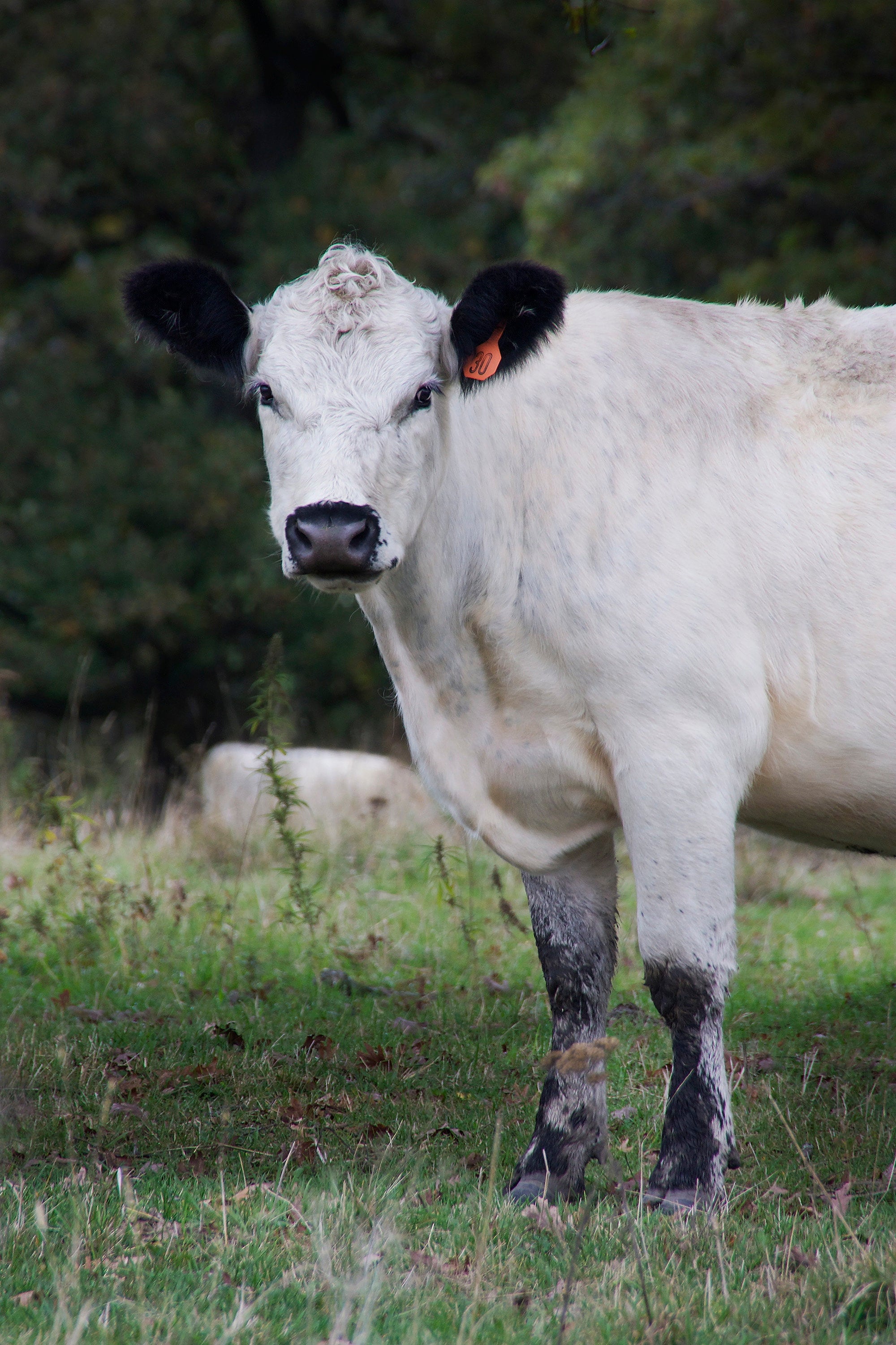 British White Park Cattle