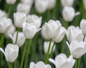 Signs of Spring in North Carolina Print, Gallery Wall Print, Pink ...