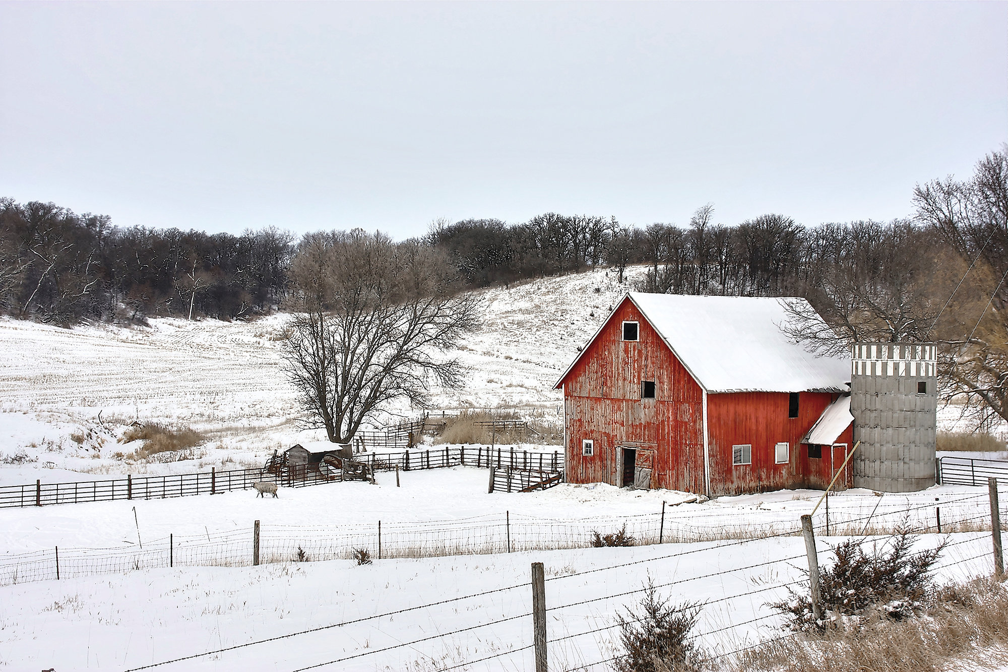 Red Rustic Barn in Winter Photo, Modern Farmhouse Wall Decor, Red Barn ...