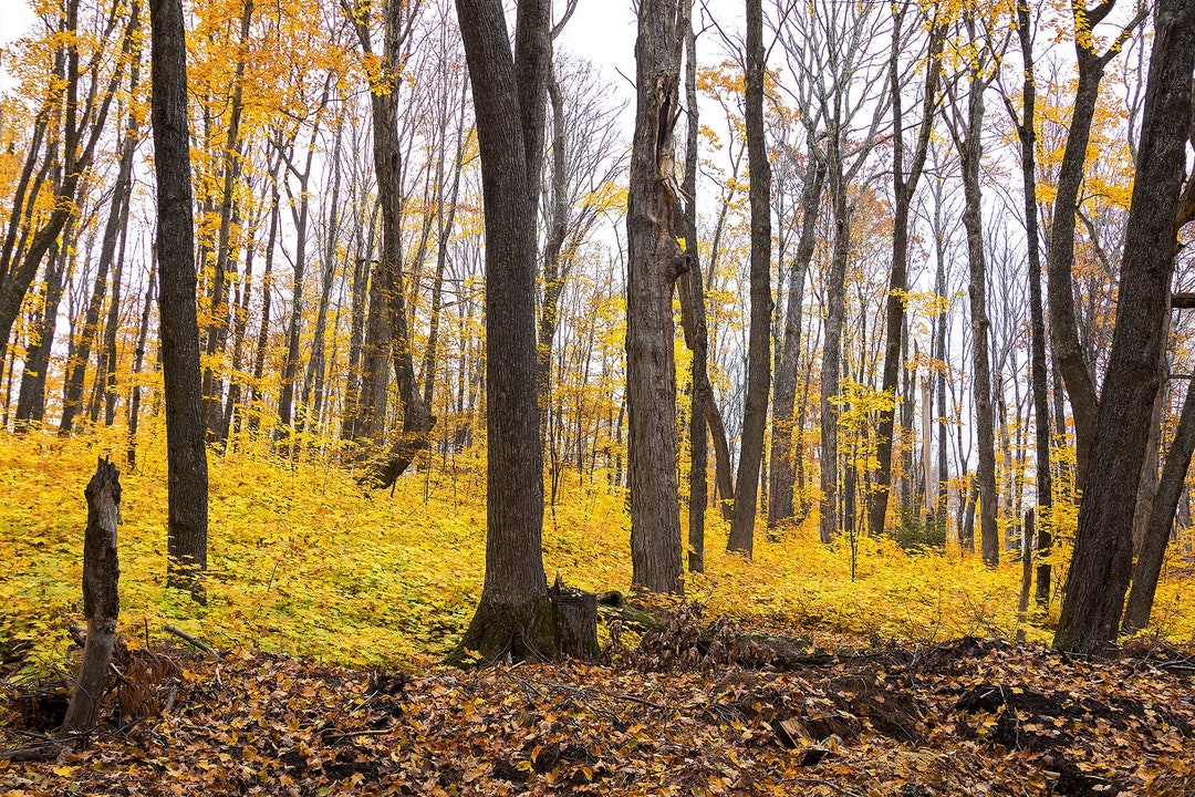 Fall Colors, State Parks, Fall Scenery, Landscape Photography, UP of ...
