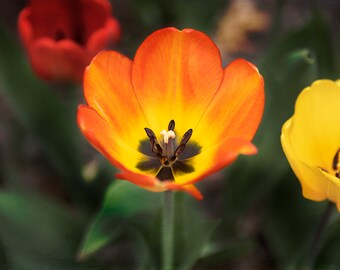Signs of Spring in North Carolina Print, Gallery Wall Print, Pink ...