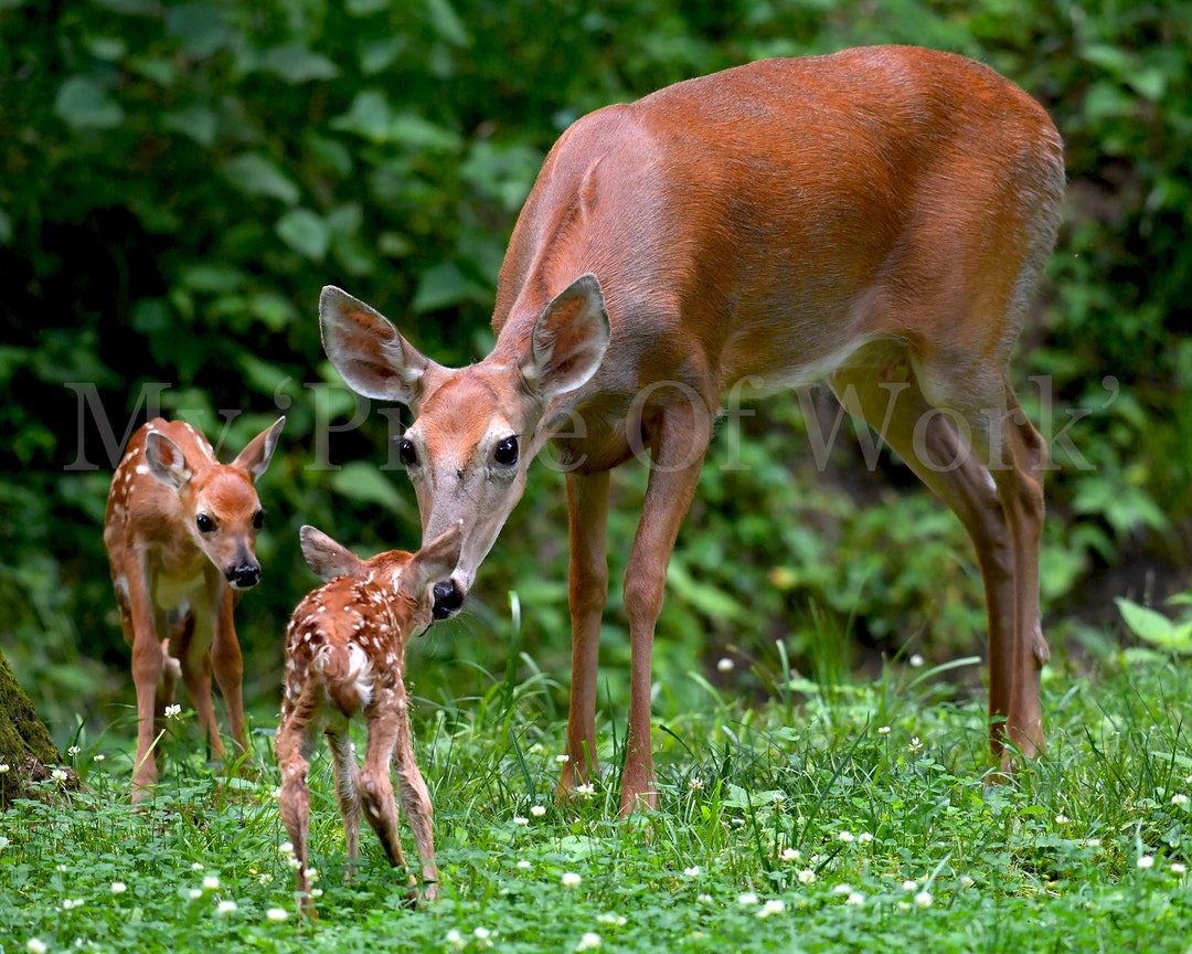Color Photograph of a Young Doe and Her One-hour Old Fawn - Etsy