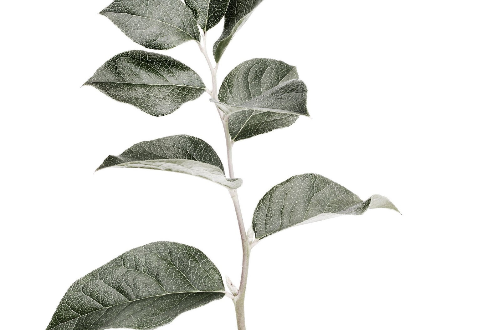 Botanical Leaf Stem Printable Modern Wall Art Download, Scandi Style ...