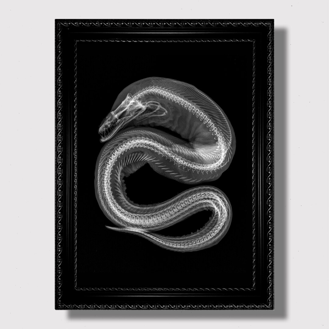 Viper Moray Eel X-ray – Enchelynassa Canina Skeleton Art, Scientific ...
