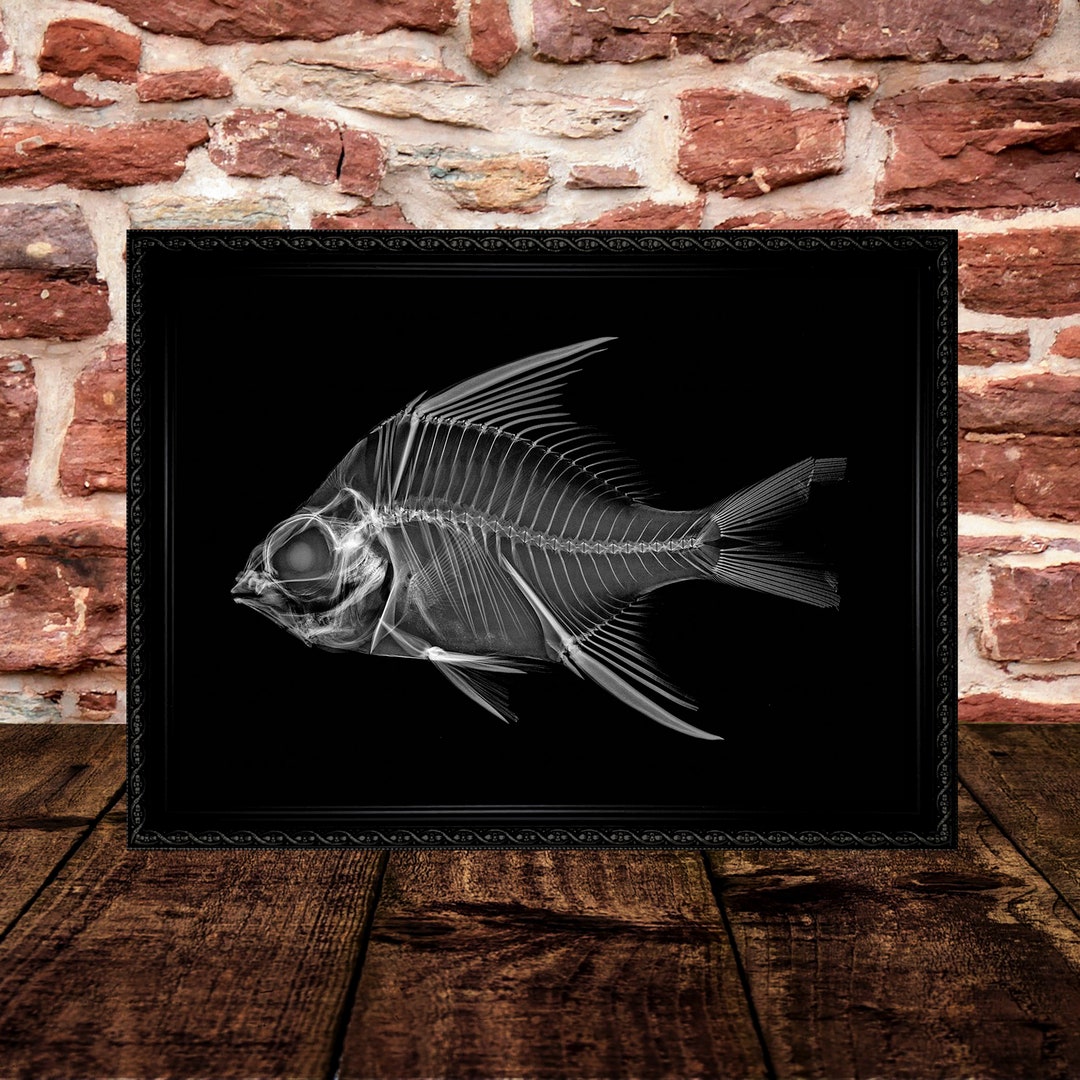 Eugerres Plumieri or Striped Mojarra X-ray. Science Art Print. - Etsy