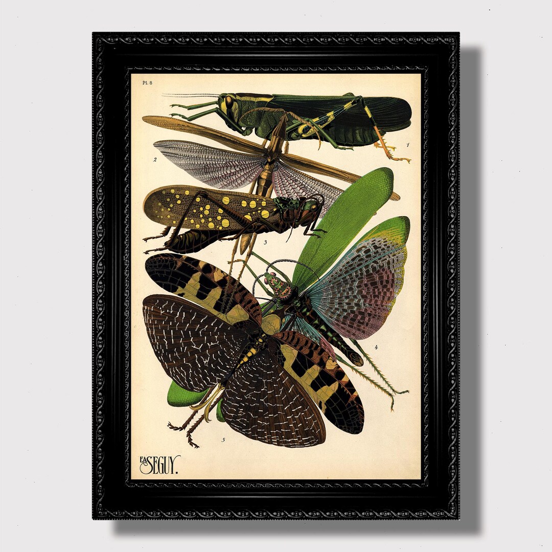 Vintage Locust Print – Art Nouveau Insect Plate for Entomology or ...