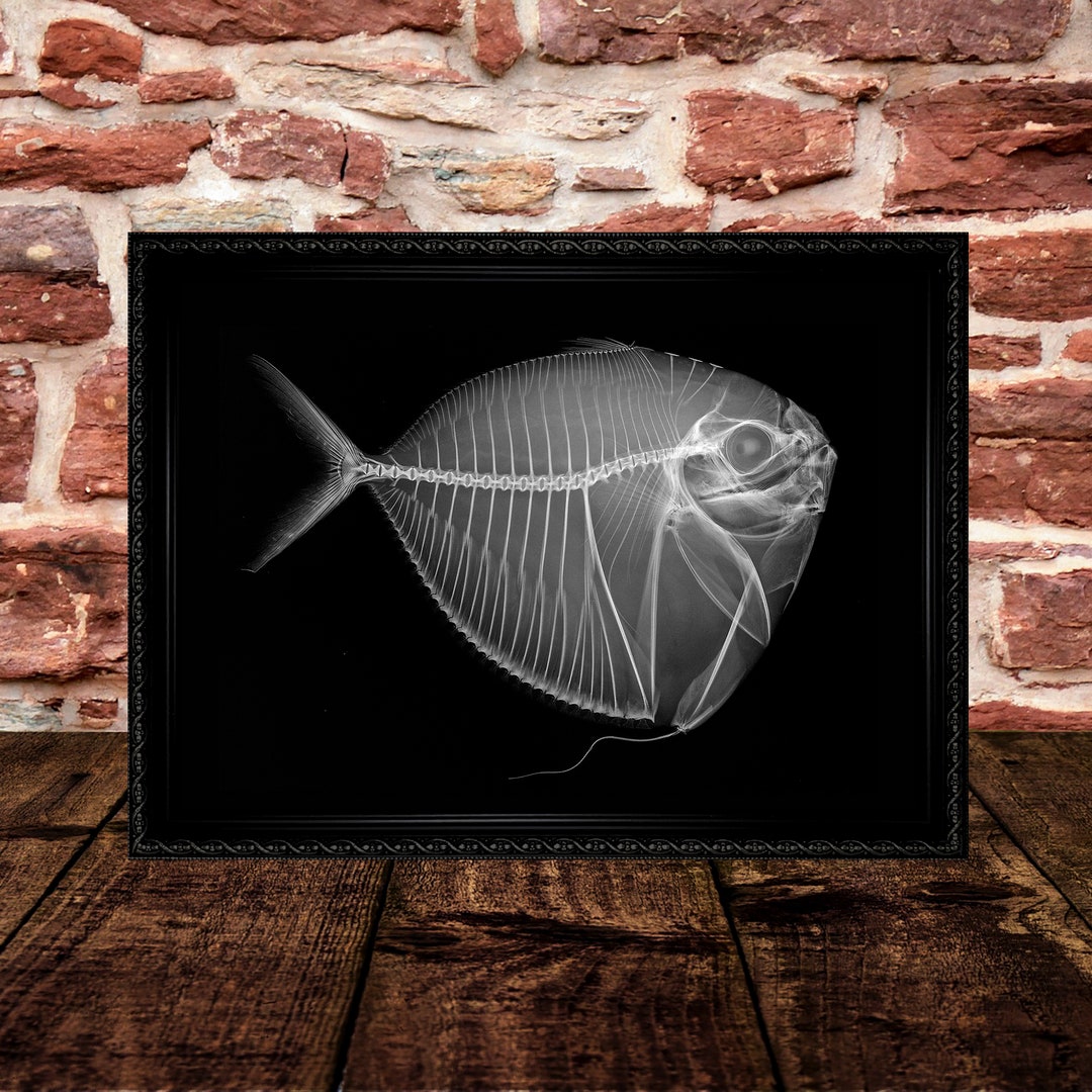 Mene Maculata or Moonfish X-ray Photo. Anatomy Art Print. - Etsy