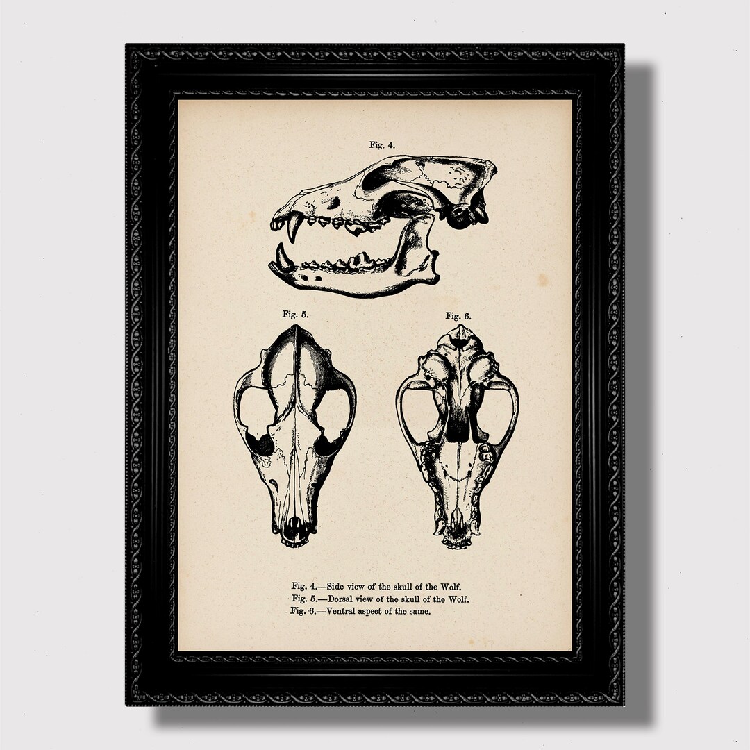 Wolf Skull. Vintage Style Anatomy Poster. - Etsy