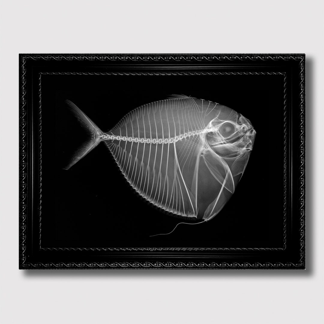 Mene Maculata or Moonfish X-ray Photo. Anatomy Art Print. - Etsy