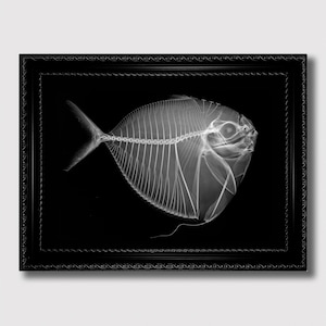 Mene Maculata or Moonfish X-ray Photo. Anatomy Art Print. - Etsy