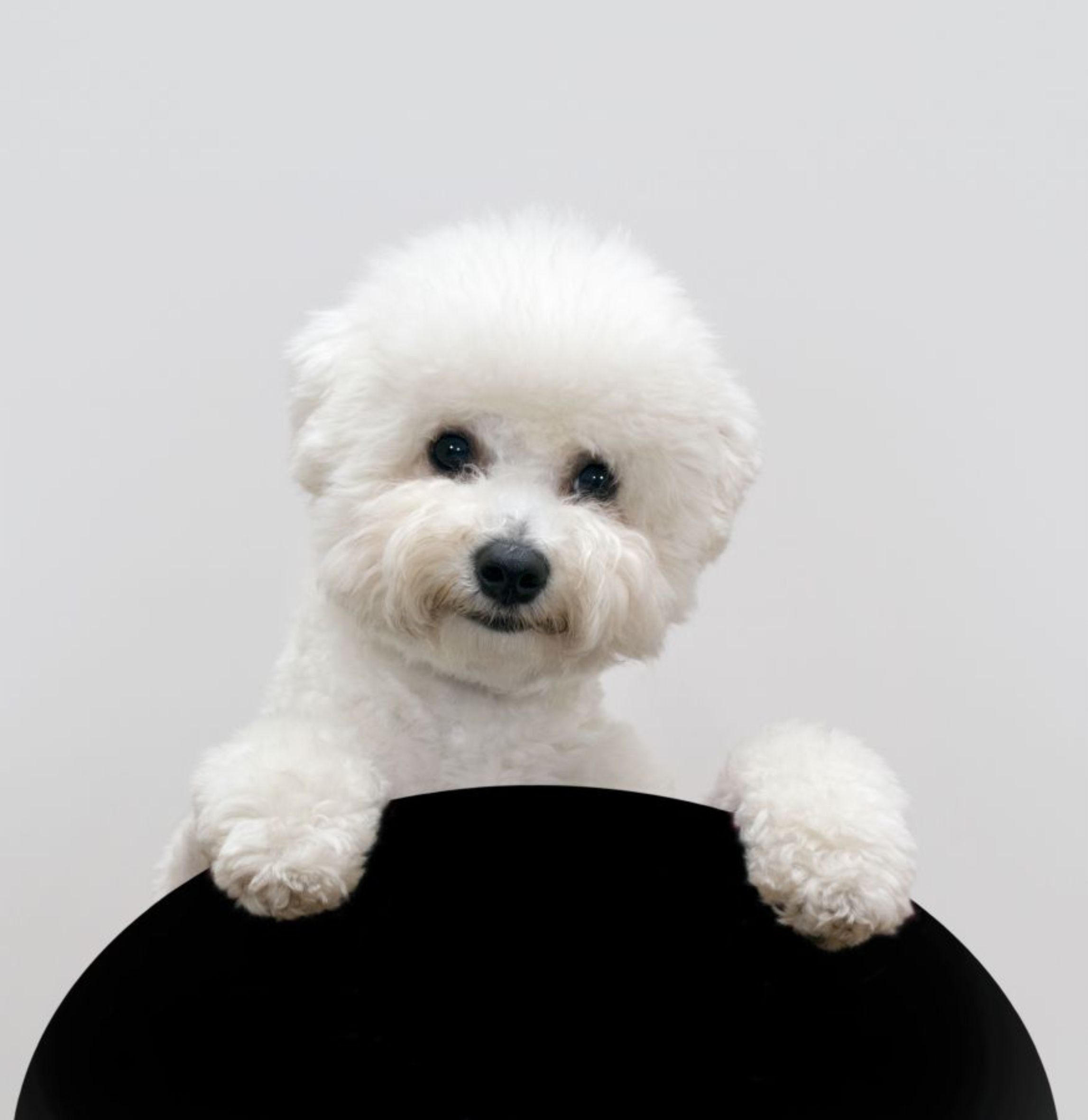 Bichon Frise Card - Etsy