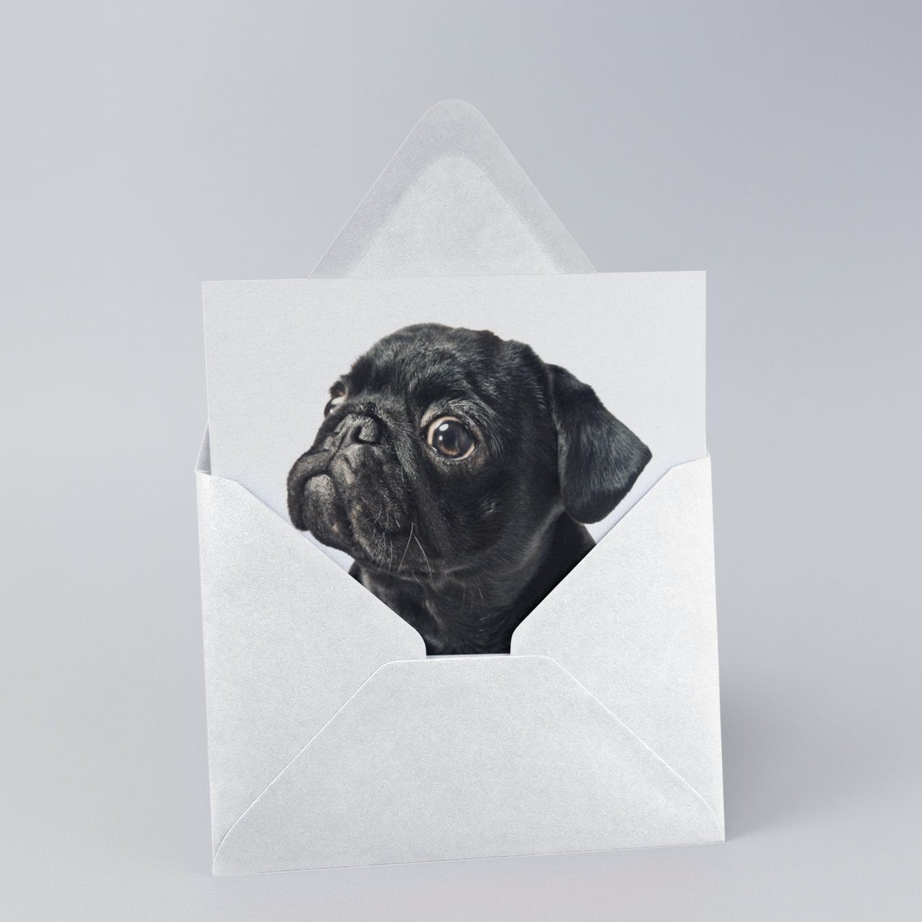 Black Pug Card Pug Birthday Card - Etsy