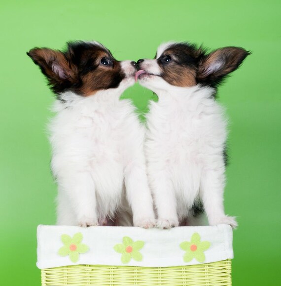 Papillon Puppies Greeting Card Papillon Birthday Card - Etsy