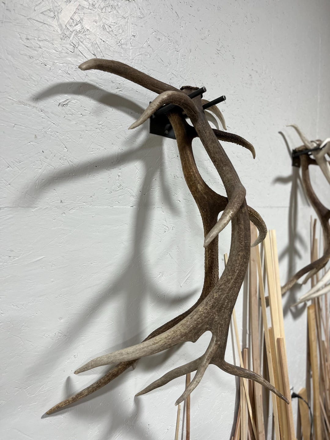 Elk Shed Antler Display Rack - Etsy