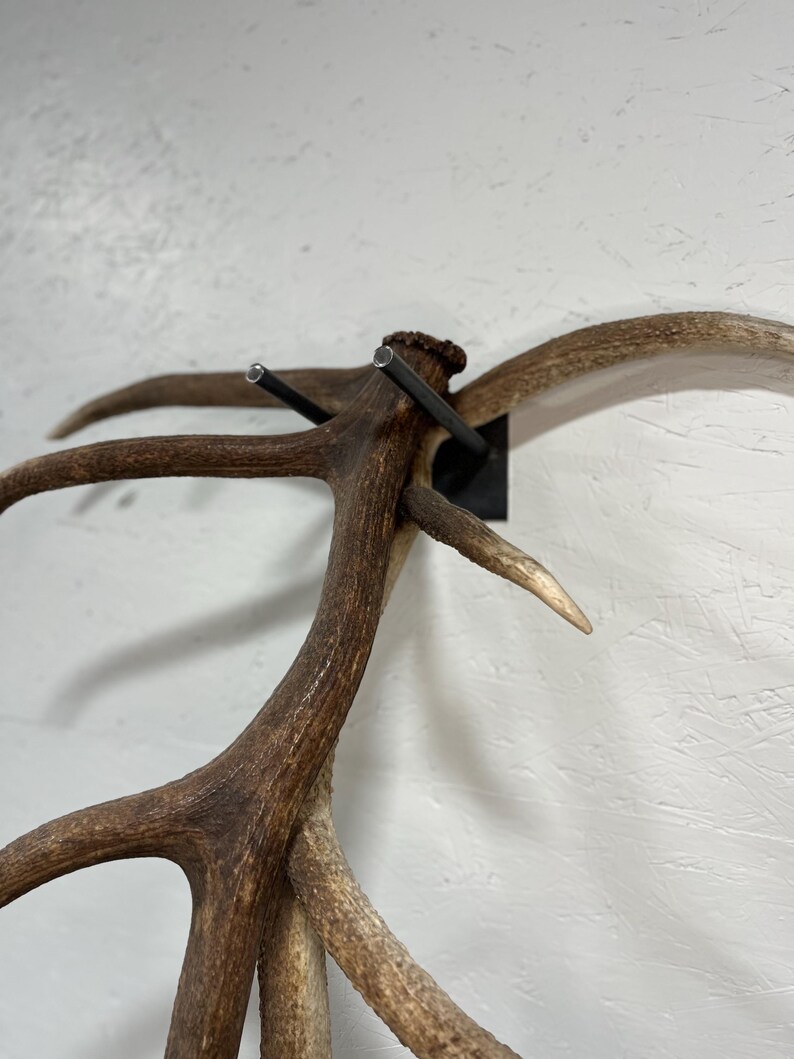 Elk Shed Antler Display Rack - Etsy