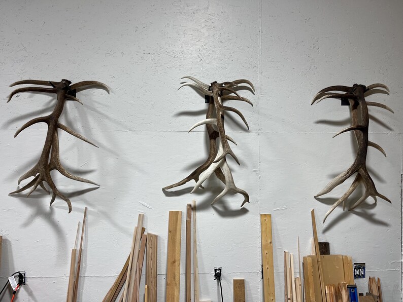 Elk Shed Antler Display Rack - Etsy