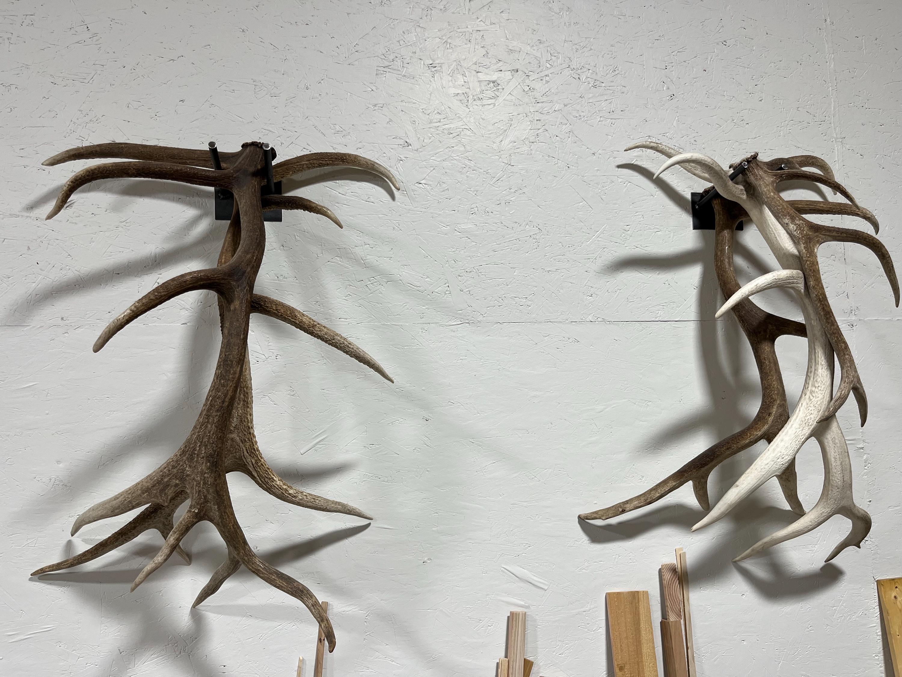 Elk Shed Antler Display Rack - Etsy