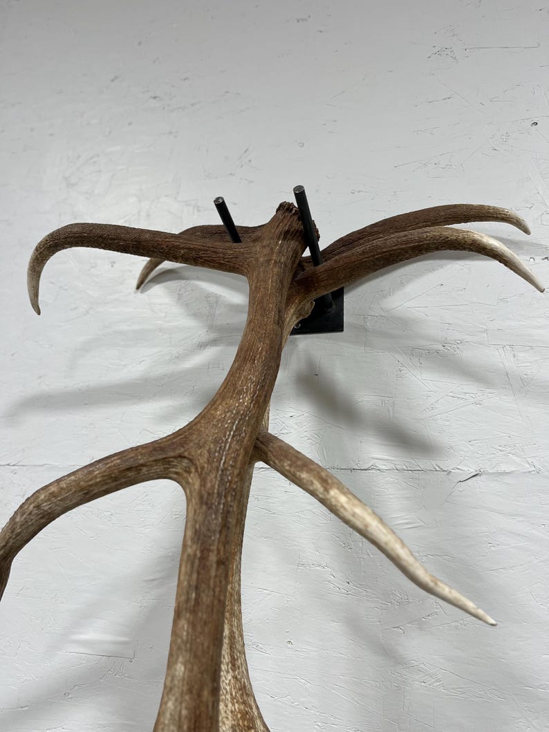 Elk Shed Antler Display Rack - Etsy