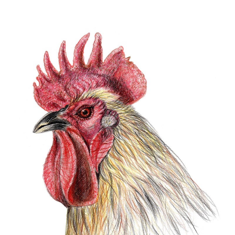 Rooster Portrait - Etsy