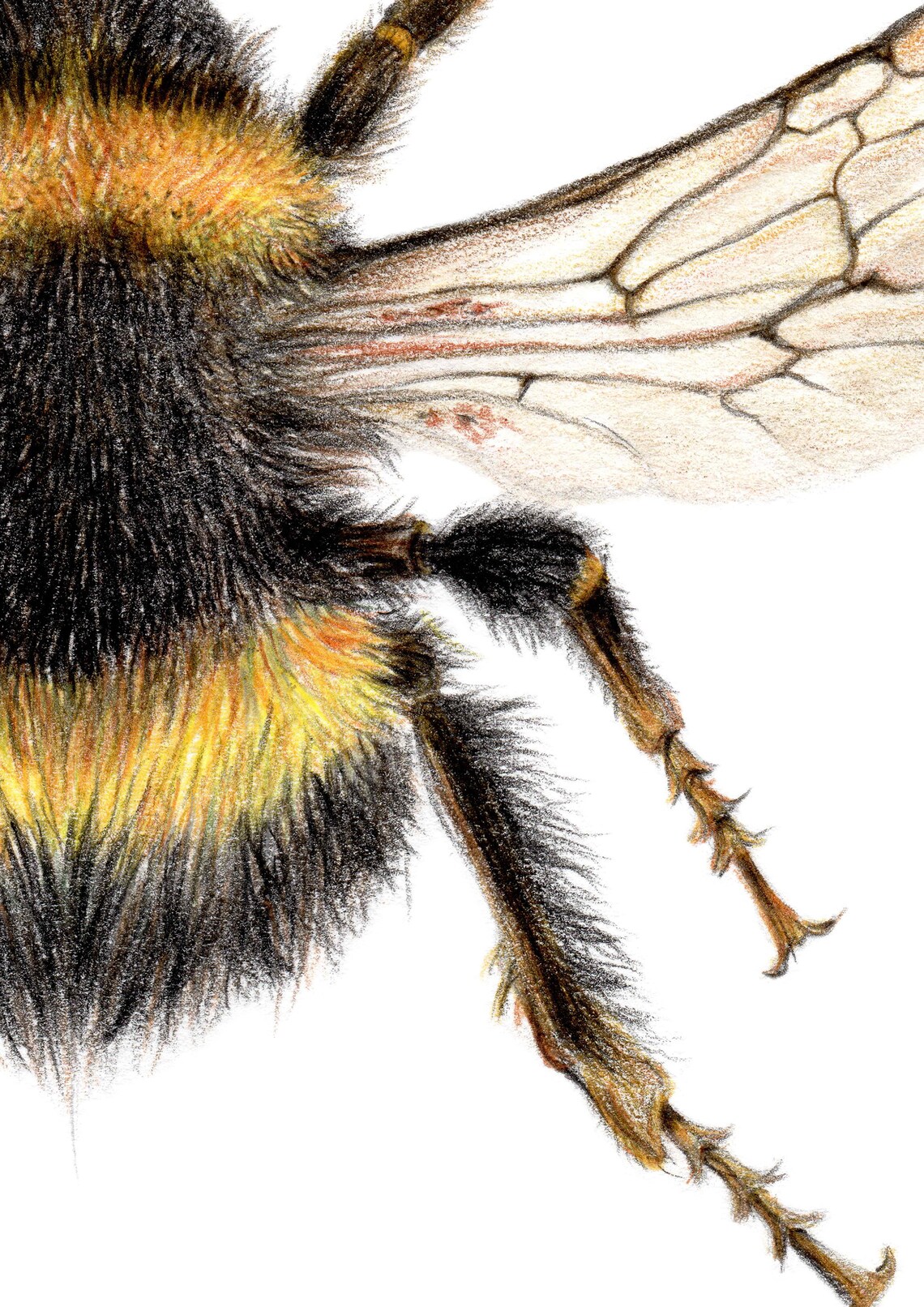 Bumble Bee Art Print - Vibrant Coloured Pencil Drawing - Insect ...