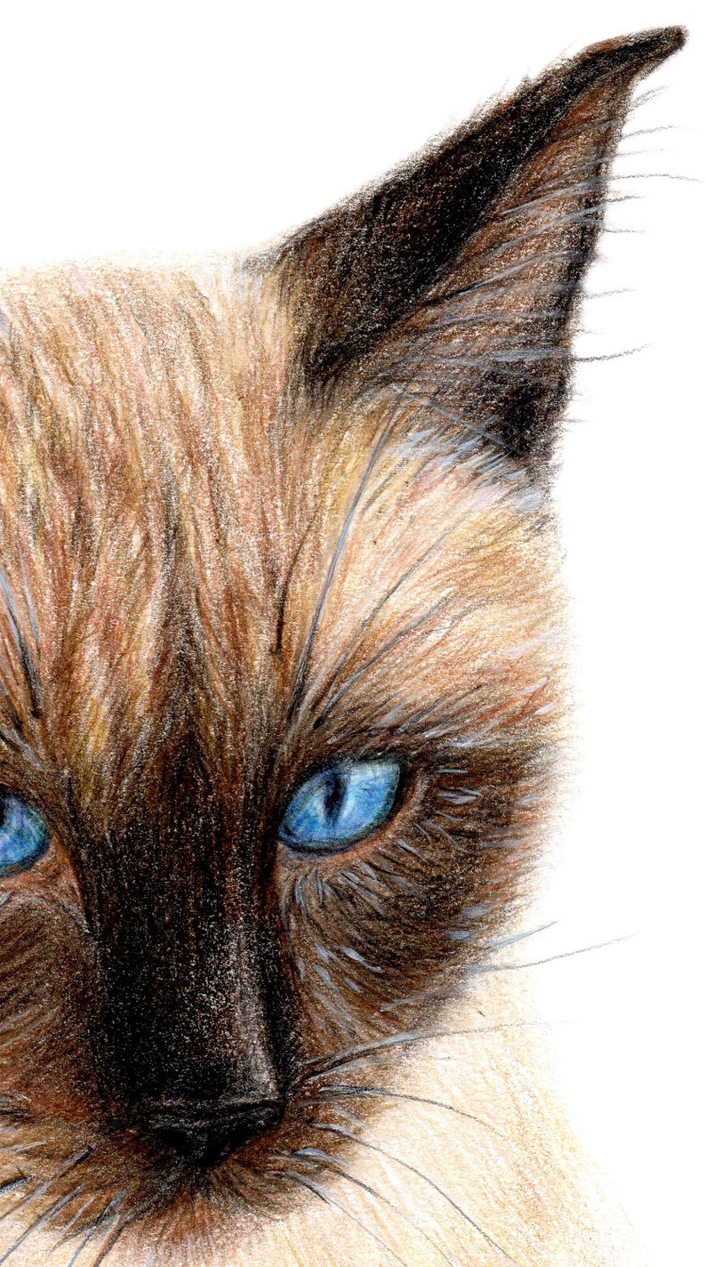 ART PRINT. Siamese Cat. Pet Portrait. - Etsy