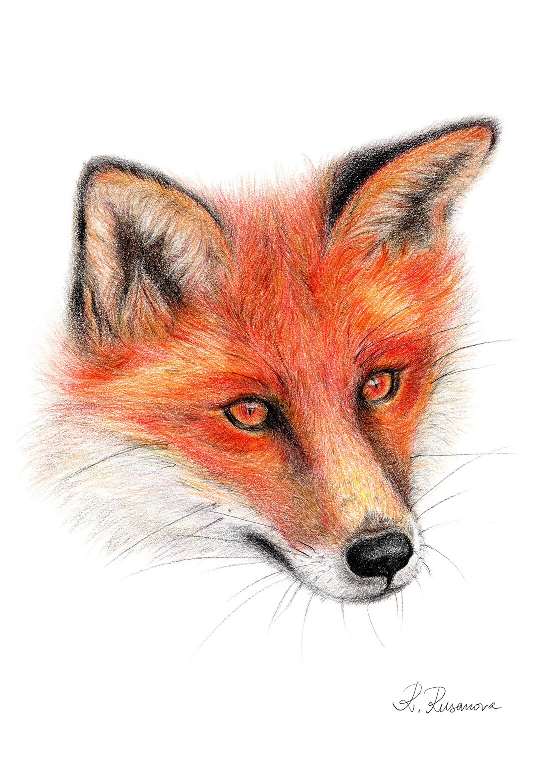 Red Fox Art Print - Striking Coloured Pencil Portrait Drawing - Etsy
