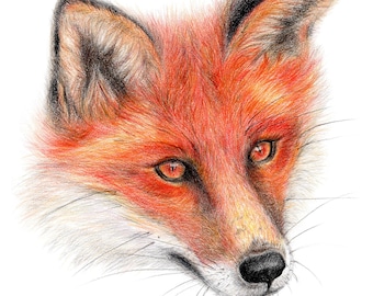 Red Fox Artwork Signed by Artist Gary Tymon | 2 Sizes | Pencil Drawing ...