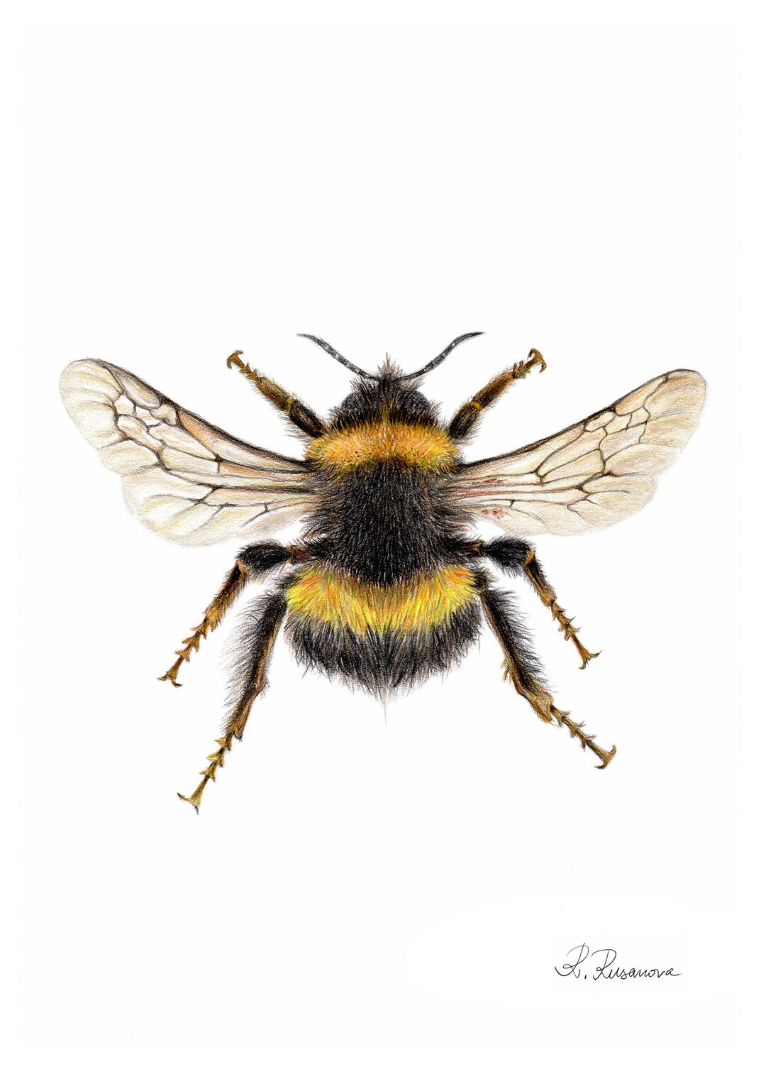Bumble Bee Art Print - Vibrant Coloured Pencil Drawing - Insect ...