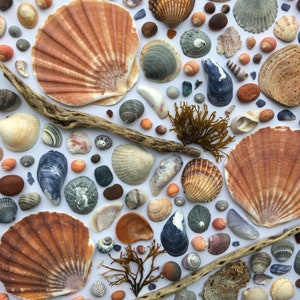 Rockpool - A Celebration of the UK Coast, Coastal Art, Coastal Wall ...
