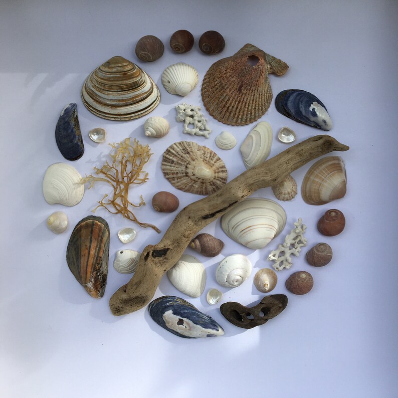 Shell Picture Rock Pool in Natural Colours Scottish Shells - Etsy UK