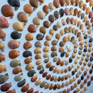 Queenie Scallop Shell Spiral Art: Coastal Wall Decor (18x18 Inch) - Etsy