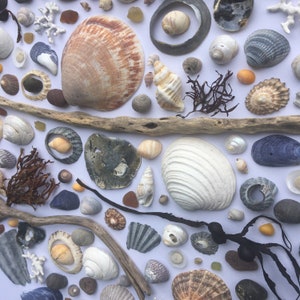Rockpool, 43cm X 43cm, Scottish Shells, Shell Art, Coastal Gift, Wall ...