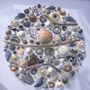 Rockpool, 43cm X 43cm, Scottish Shells, Shell Art, Coastal Gift, Wall ...