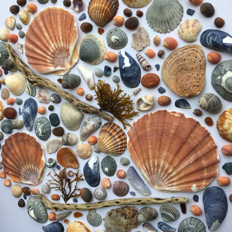 Rockpool Coastal Art: UK Seashell & Driftwood Wall Decor - Etsy