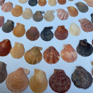 Queenie Scallop Shell Spiral Art: Coastal Wall Decor (18x18 Inch) - Etsy